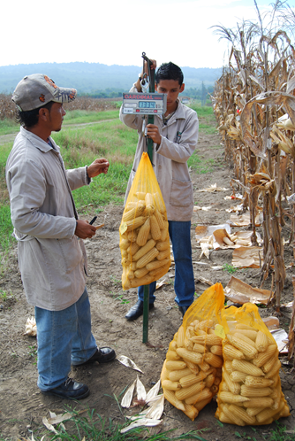 maize4 » Seeds of Discovery