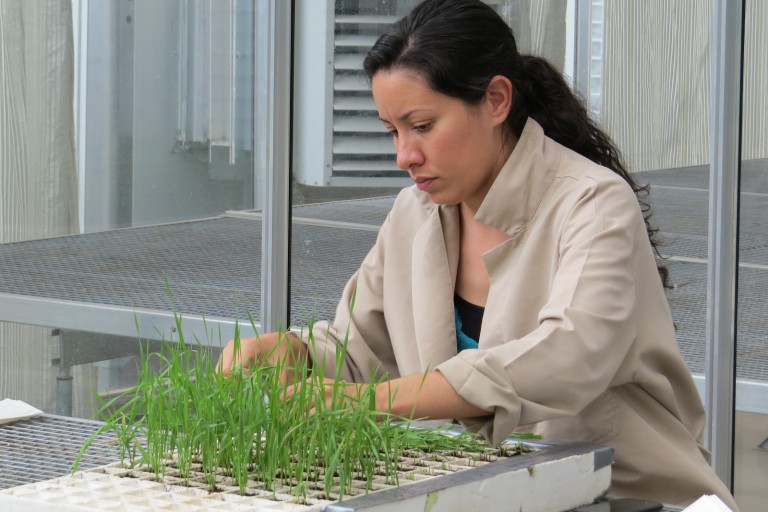 Equipo científico internacional rescata rara semilla de trigo del ...