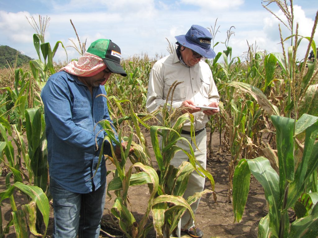 Ancient Maize Varieties Provide Modern Solution to Tar Spot Complex ...