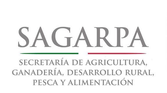 Seeds of Discovery » Unlocking the genetic potential of maize and wheat